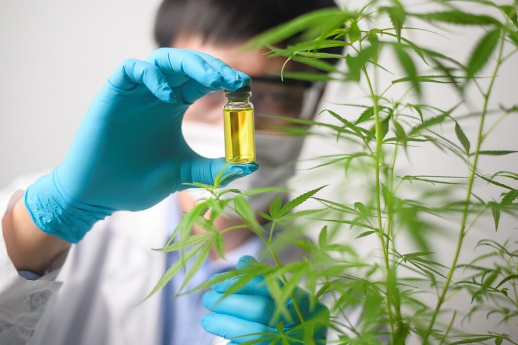 5 Facts about CBD Oil - The Maravi Post