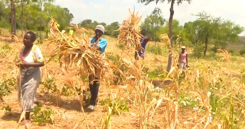Fears for farmers as crops fail due to drought - The Maravi Post