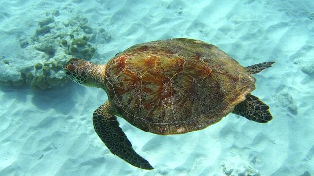 9 people dead and 78 others hospitalized after eating sea turtle meat ...