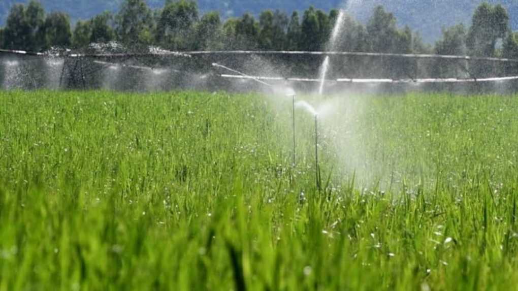 Harnessing water for growth: An in-depth analysis of irrigation farming ...