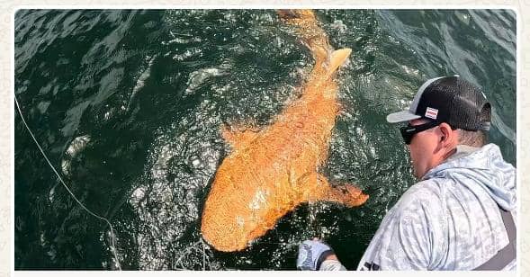 Rare bright orange shark caught off Costa Rica’s Caribbean Coast - The ...