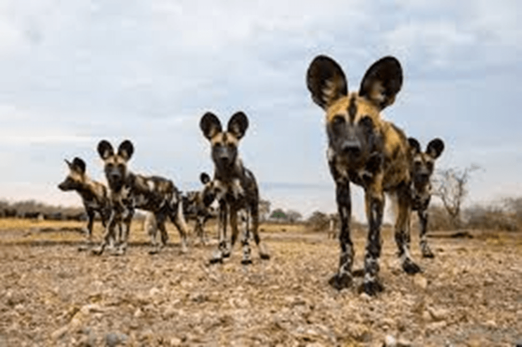 From 'vermin' to safari tourism star: African wild dogs' remarkable ...